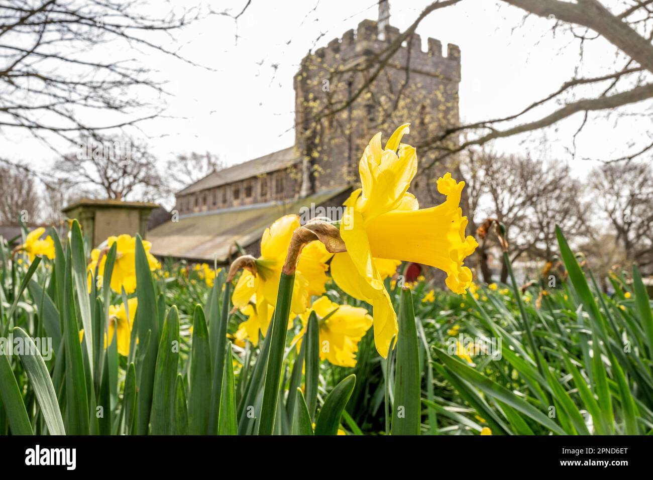 Brighton, April 11th 2023: Daffodils growing in St Nicholas' churchyard ...