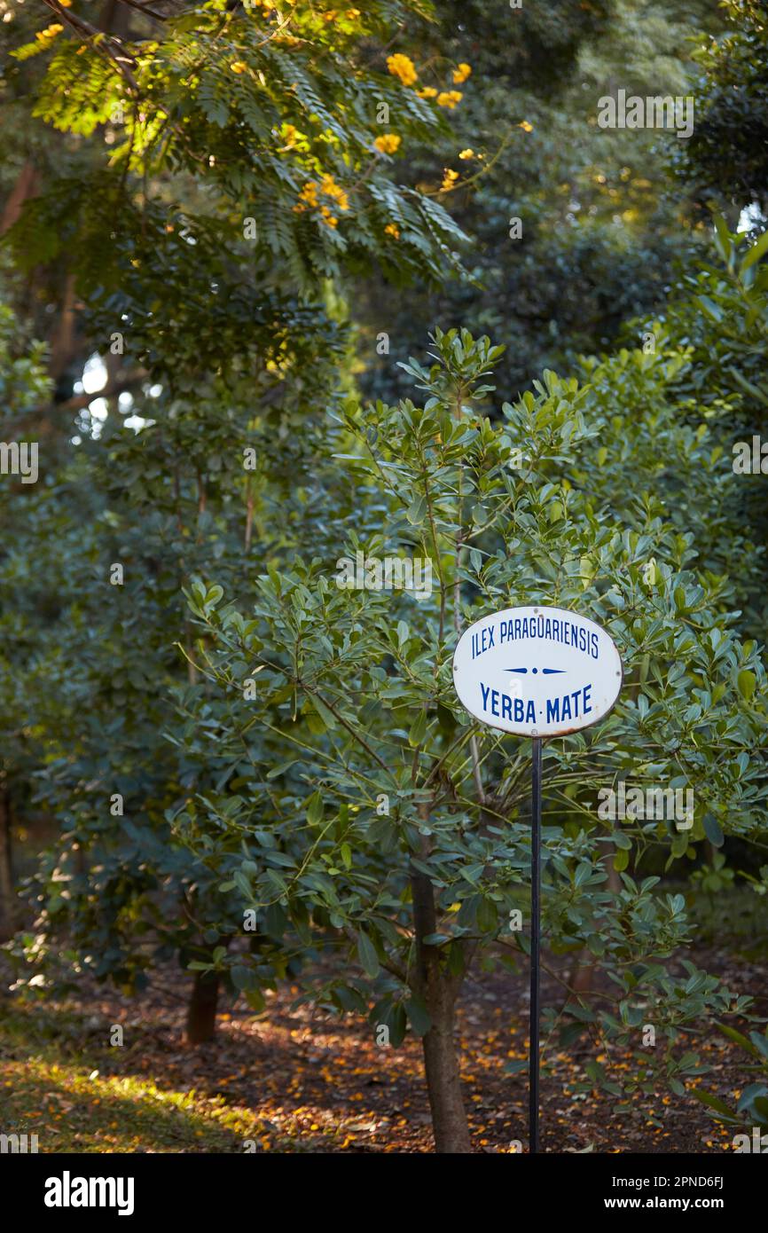 Yerba Mate trees (Ilex Paraguensis) inside the Buenos Aires Botanical ...