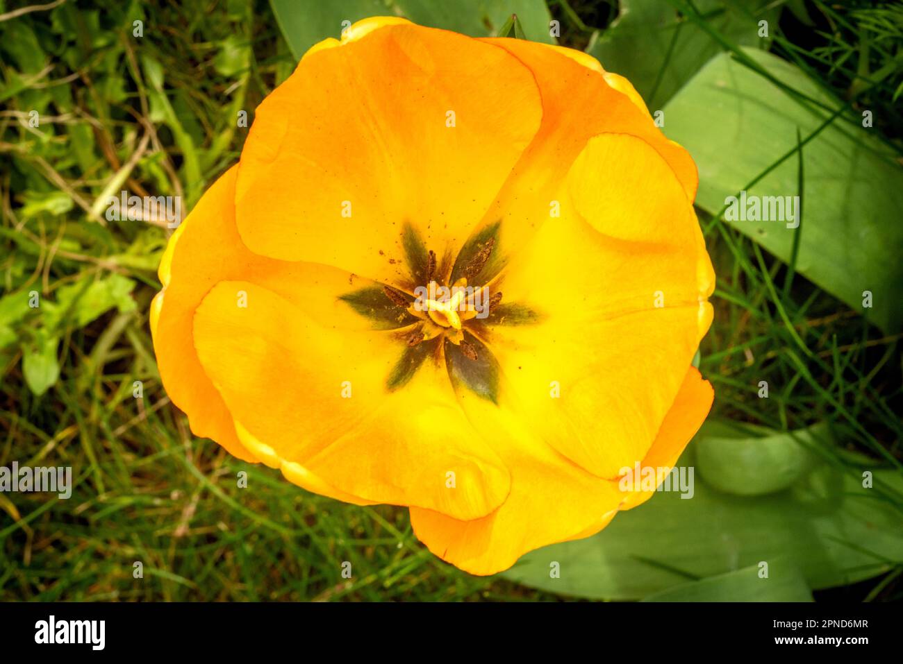 Brighton, April 16th 2023: A tulip in a Brighton garden Stock Photo - Alamy