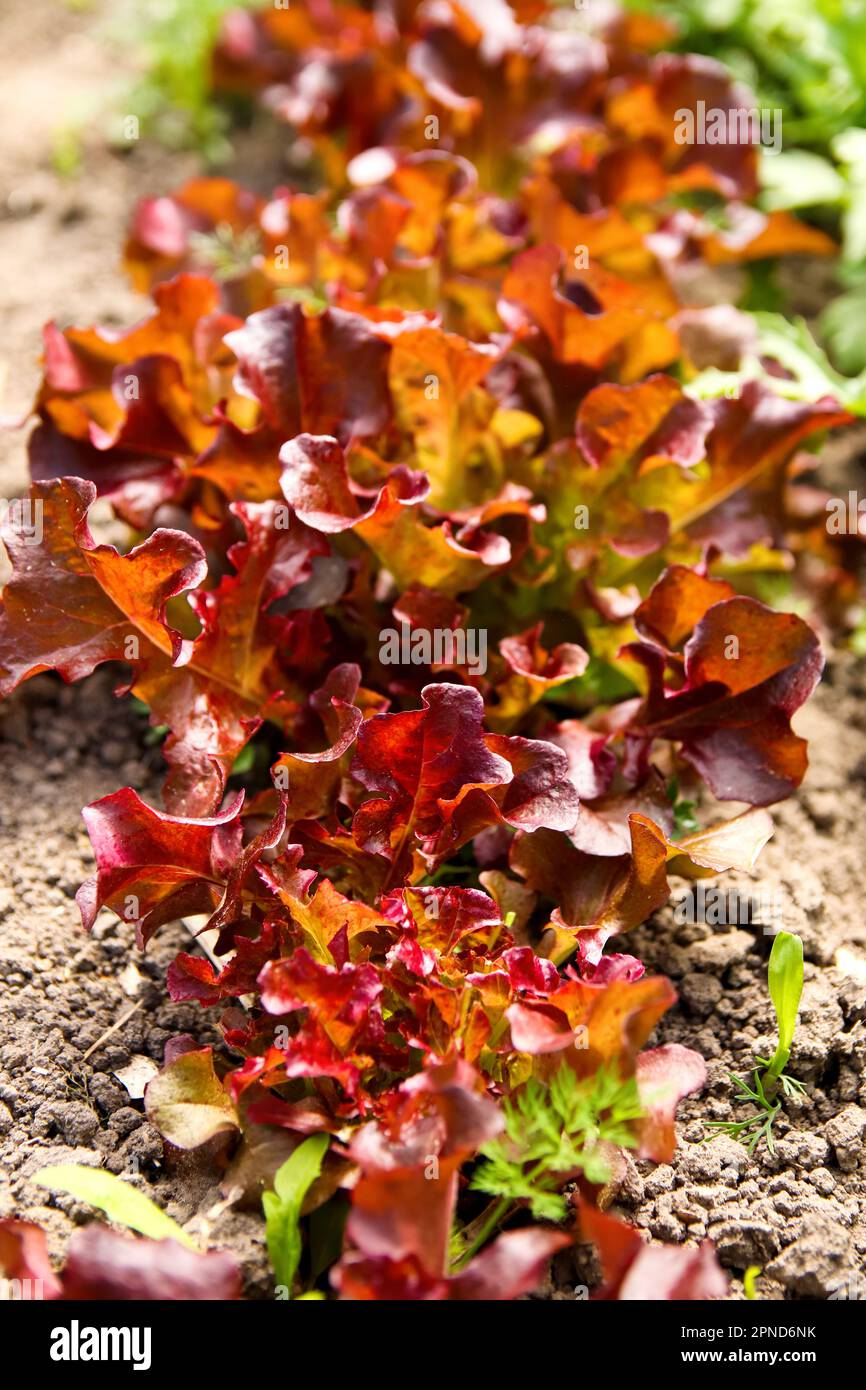 Red oak lettuce field in agriculture farm for background. Red Lettuce ...