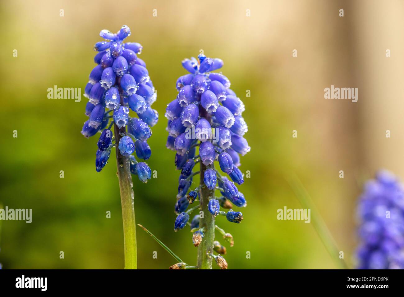 Brighton, April 16th 2023: Grape Hyacinth in a Brighton garden Stock ...