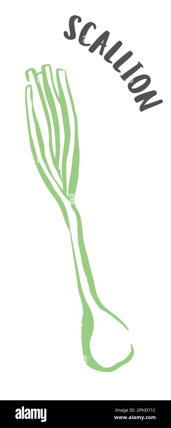 Green onion or scallion drawing hand painted with ink brush isolated on ...