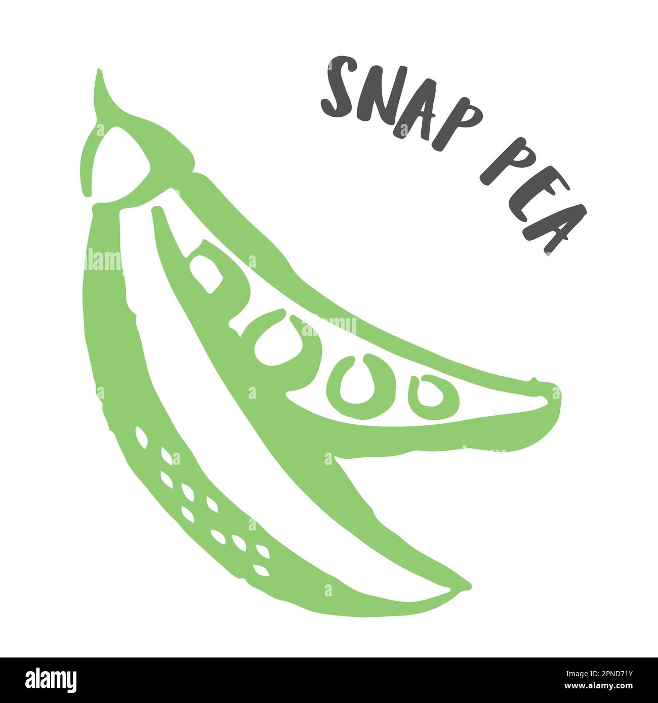 Pea drawing hand painted with ink brush isolated on white background ...