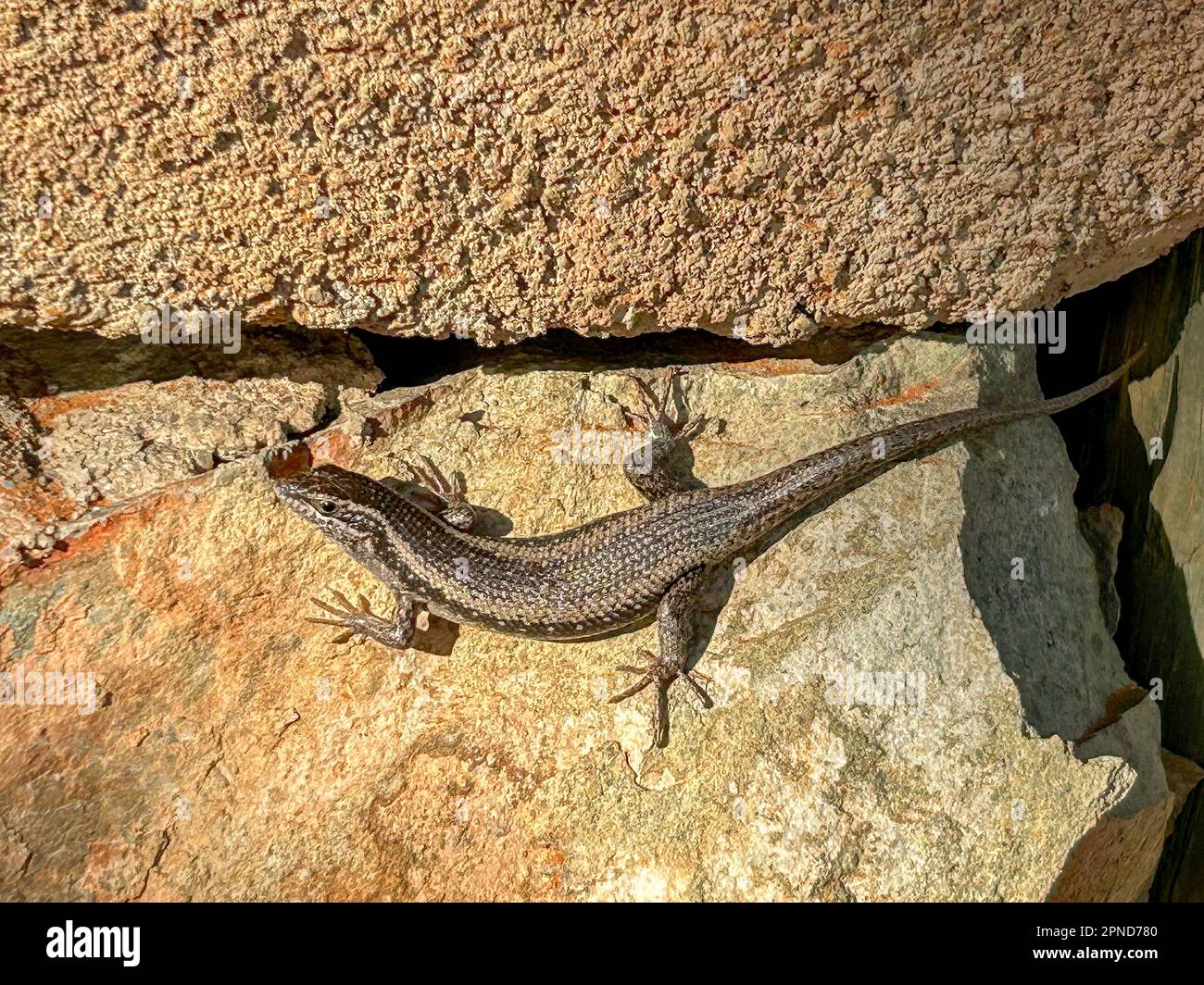 close up of a skink in Namibia Stock Photo - Alamy
