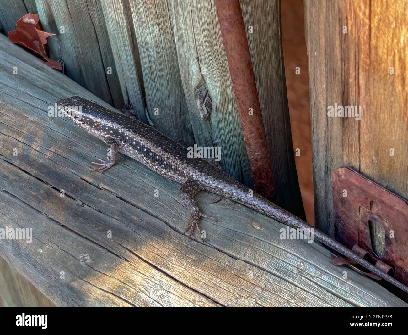 close up of a skink in Namibia Stock Photo - Alamy