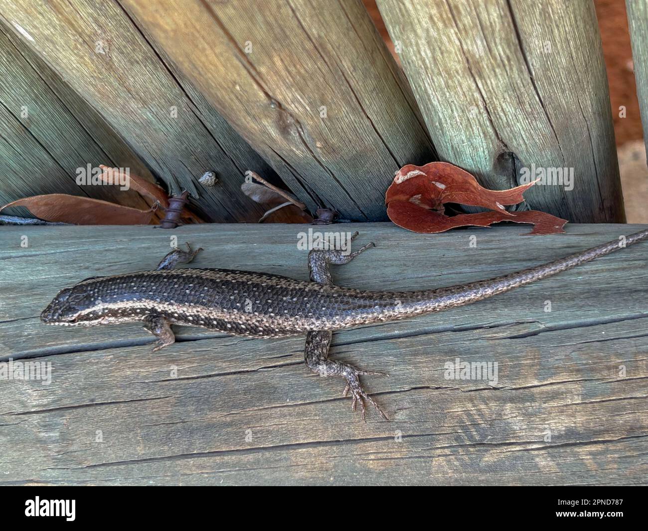 close up of a skink in Namibia Stock Photo - Alamy