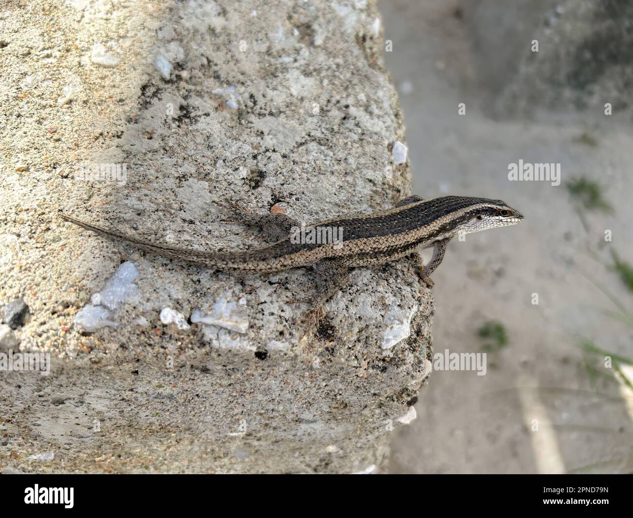 close up of a skink in Namibia Stock Photo - Alamy