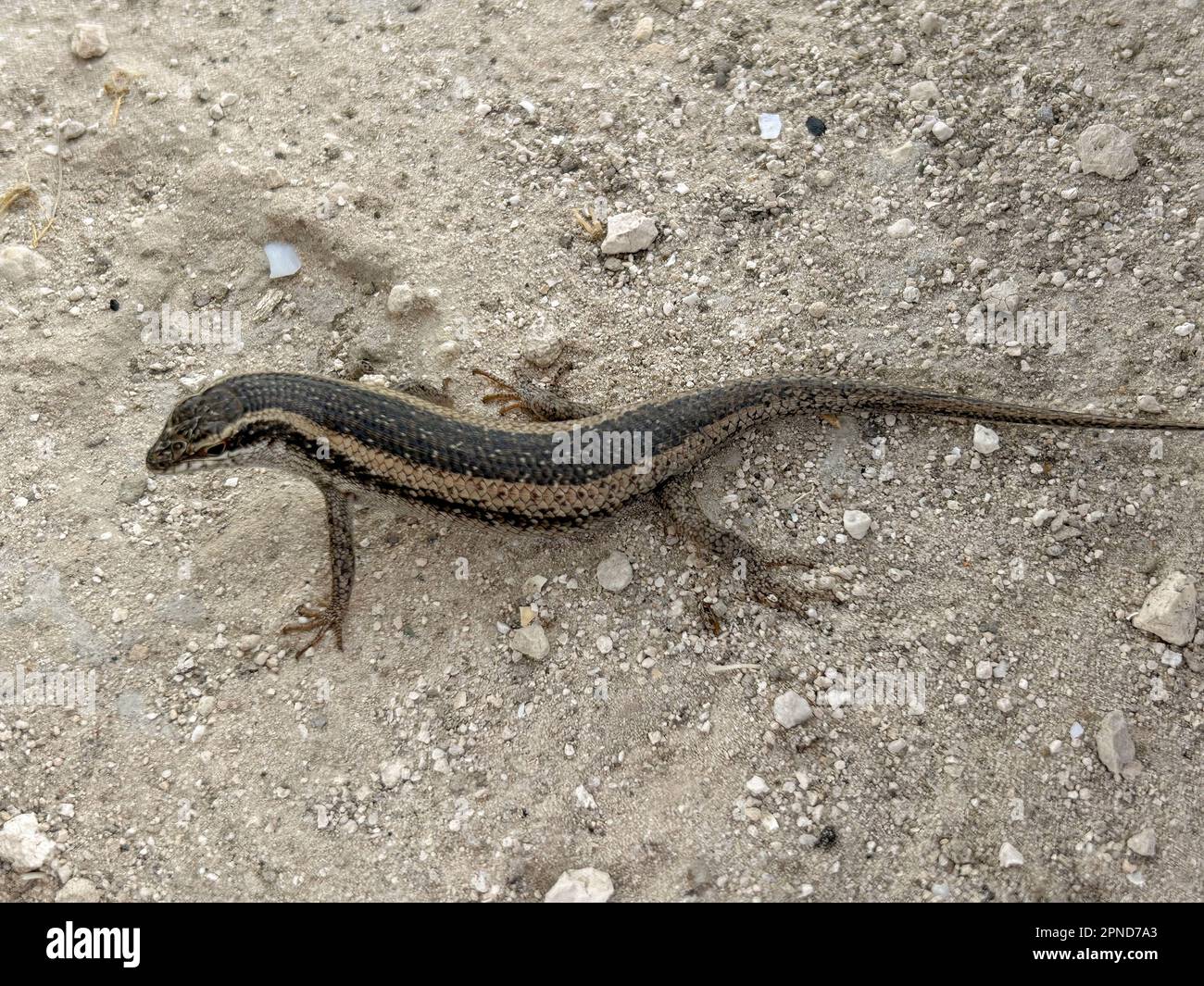 close up of a skink in Namibia Stock Photo - Alamy
