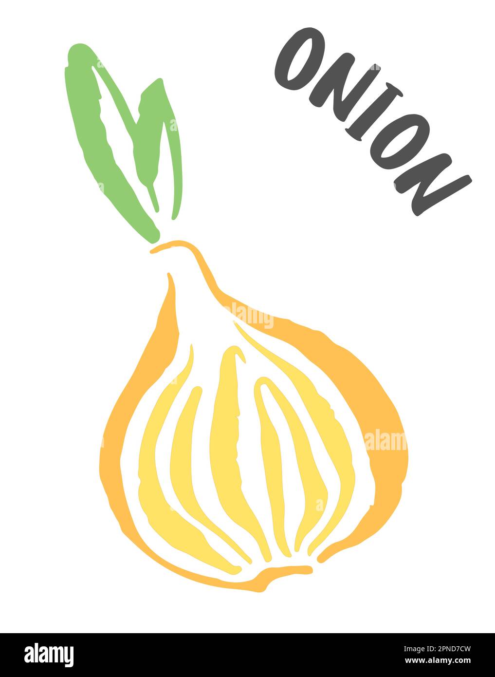 Onion drawing hand painted with ink brush isolated on white background ...