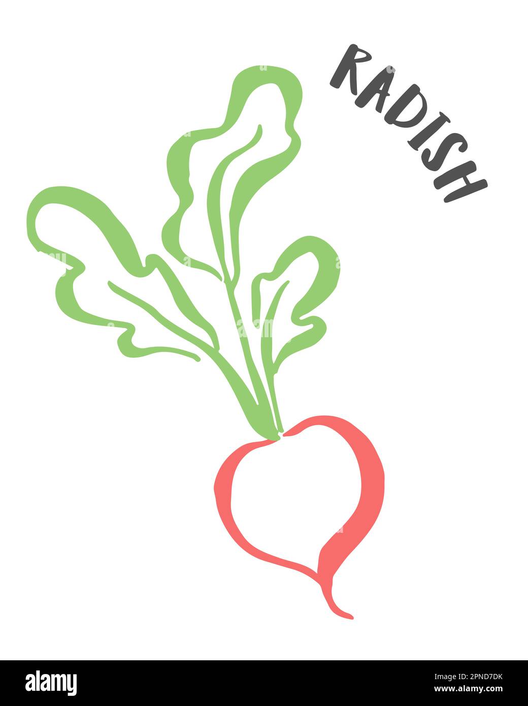 Radish drawing hand painted with ink brush isolated on white background ...