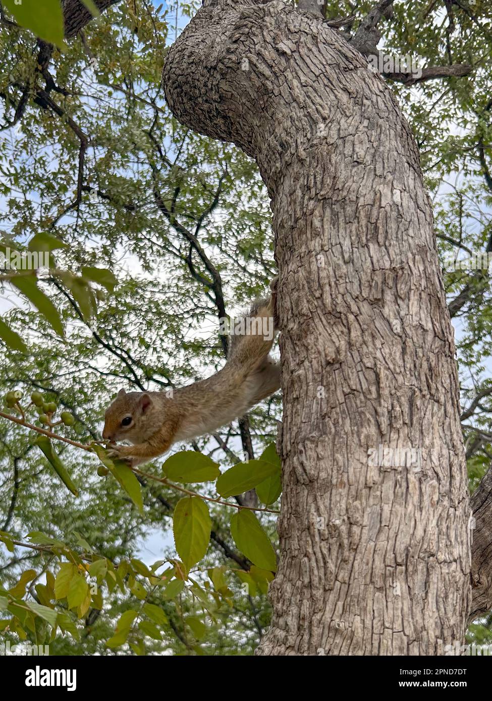 acrobatic bush squirrel climbing on a tree in etosha Stock Photo - Alamy