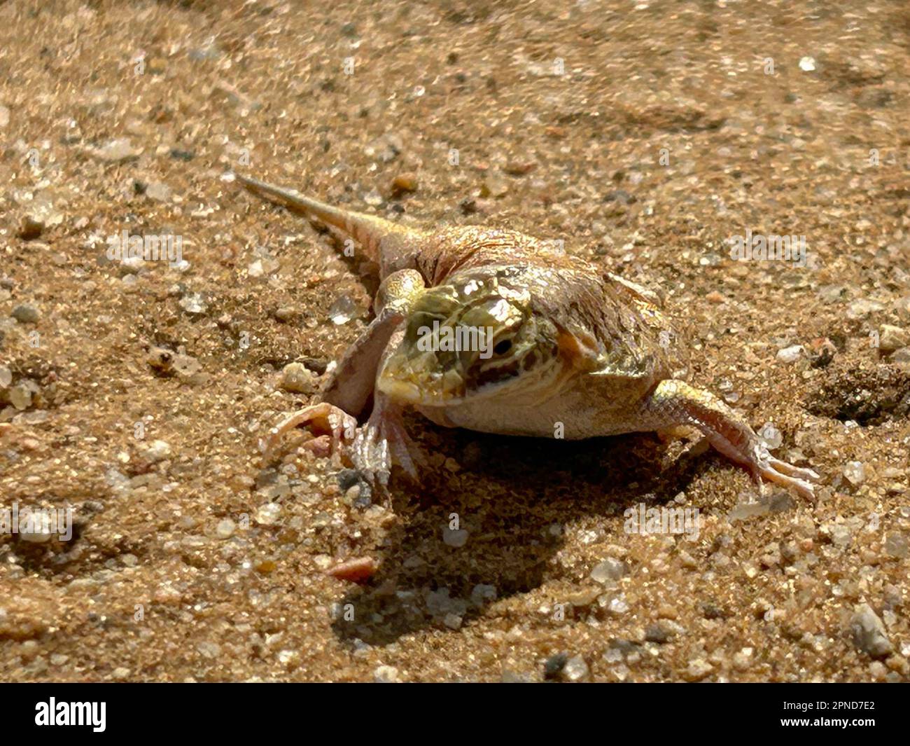 shovel-snouted lizard in theNamib desert Stock Photo - Alamy