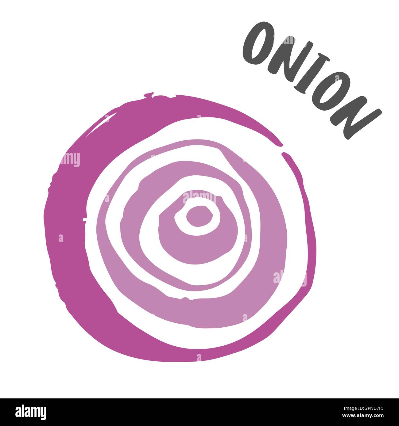 Onion drawing hand painted with ink brush isolated on white background ...