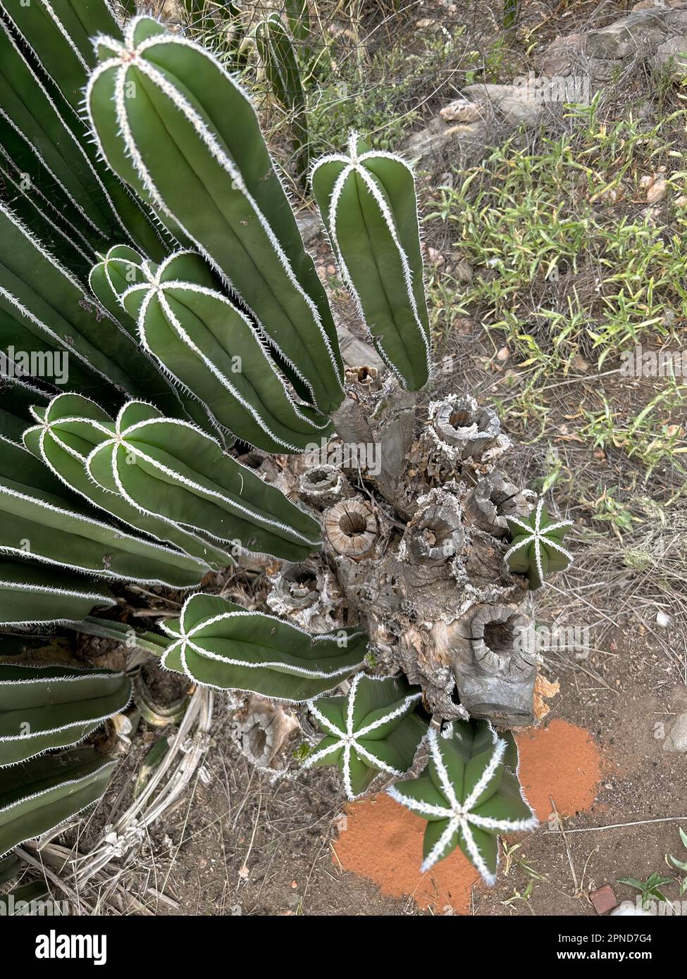 view from the top of a cactus in Namibia Stock Photo - Alamy
