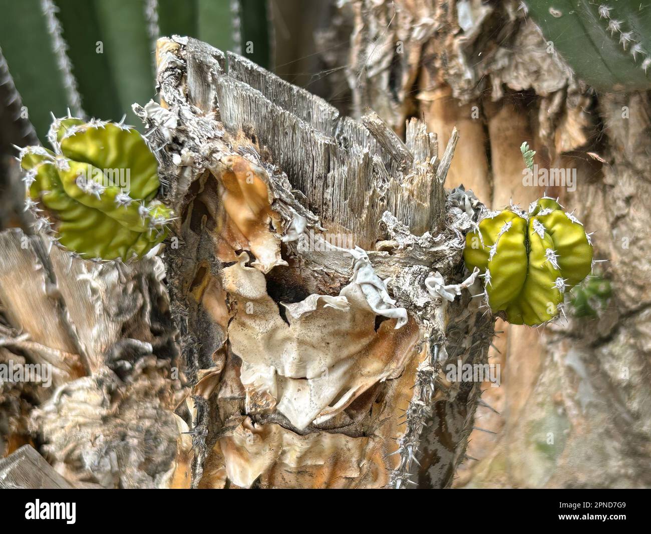 In namibia young hi-res stock photography and images - Alamy
