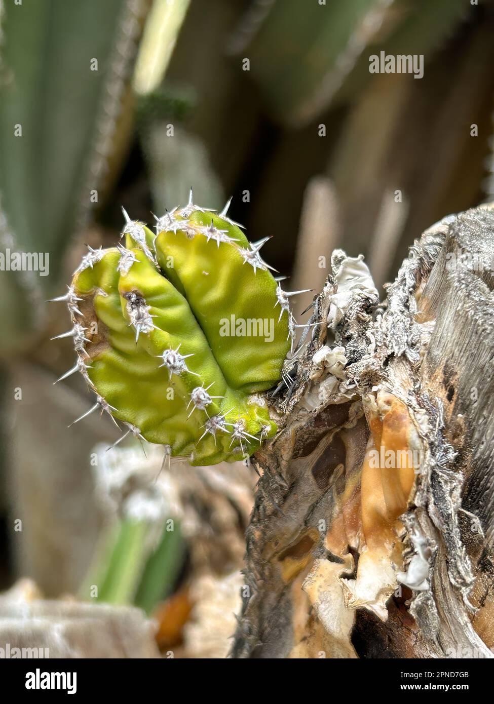 In namibia young hi-res stock photography and images - Alamy
