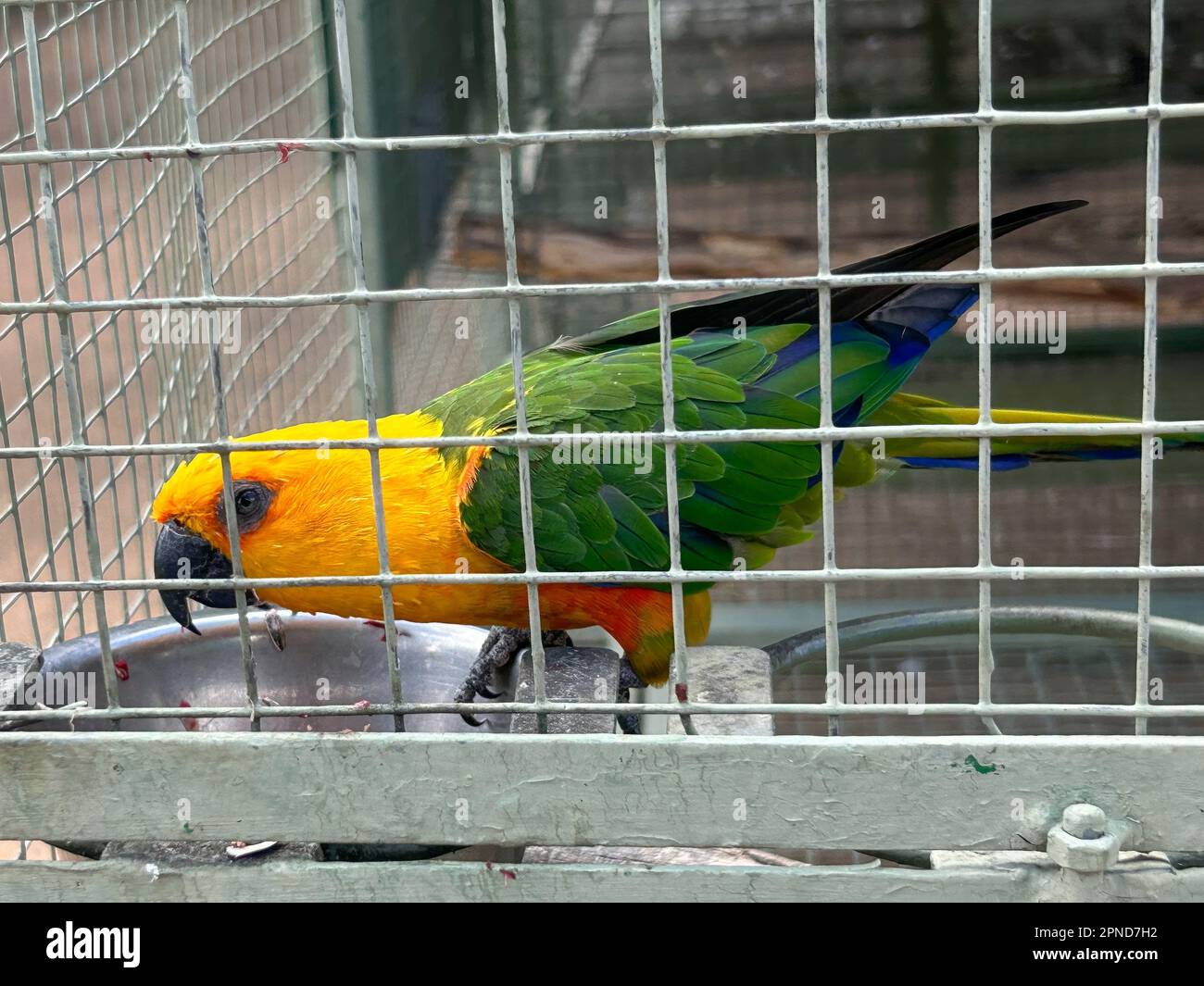 parakeet in an aviary Stock Photo - Alamy