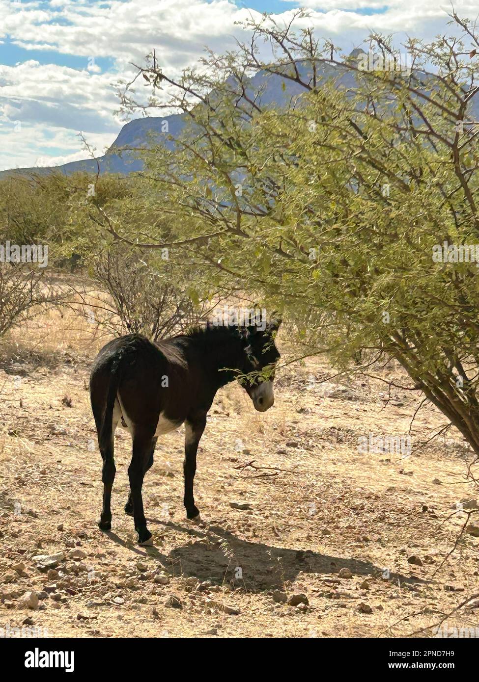 donkey in the wild of Namibia Stock Photo - Alamy