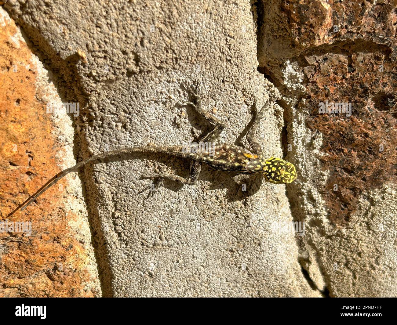 African reptile species hi-res stock photography and images - Alamy