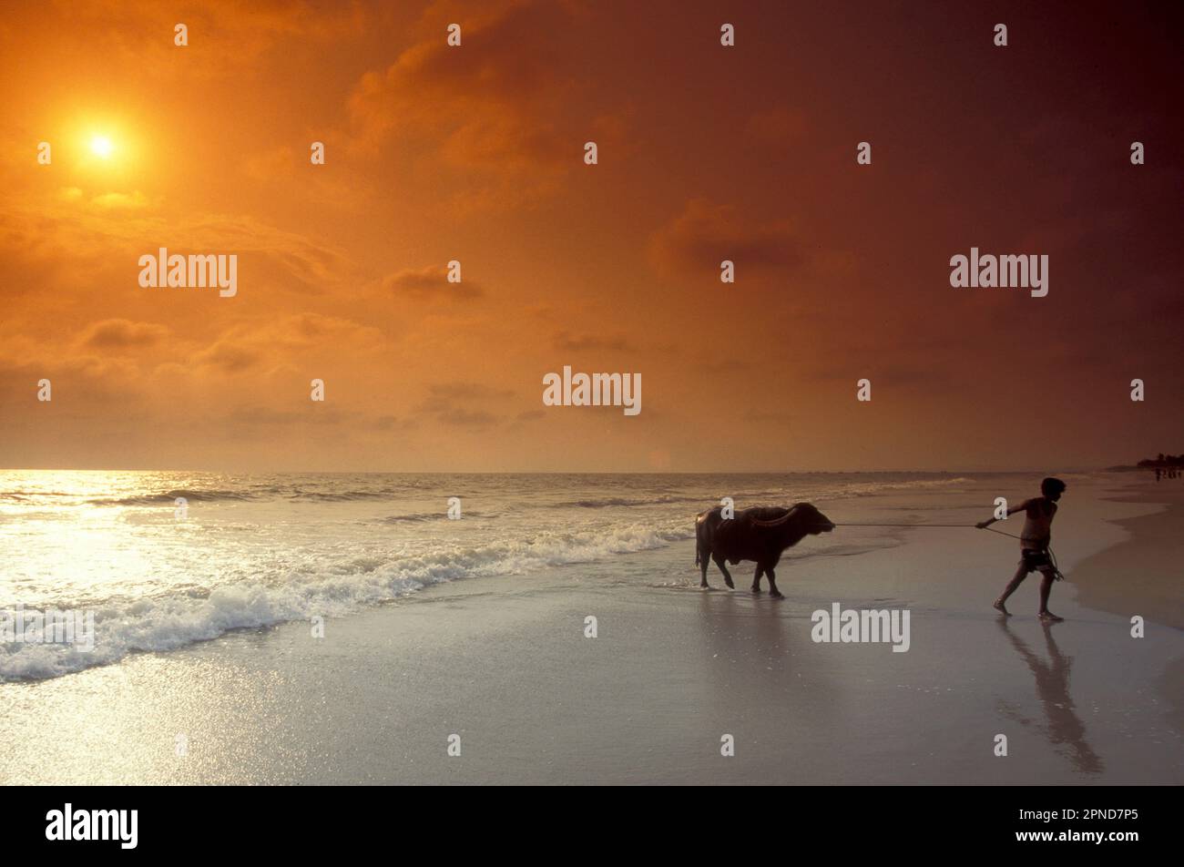 a farmer with his Buffalo at a sandy Beach with Landscape and Coast at ...