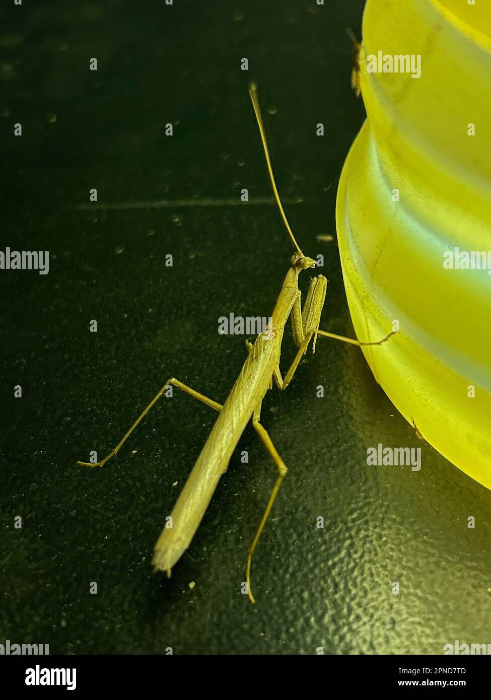 close up of a mantis in the night Stock Photo - Alamy