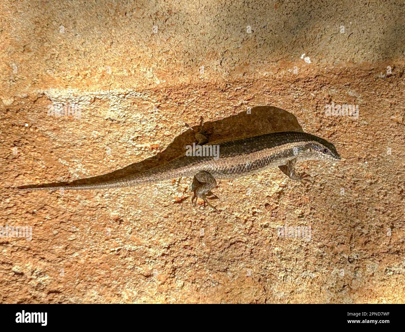 close up of a skink in Namibia Stock Photo - Alamy
