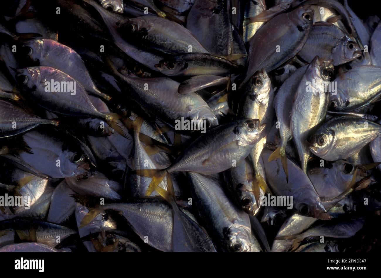 fresh Fish at a fish market at a Beach of a Fishing Village on the ...