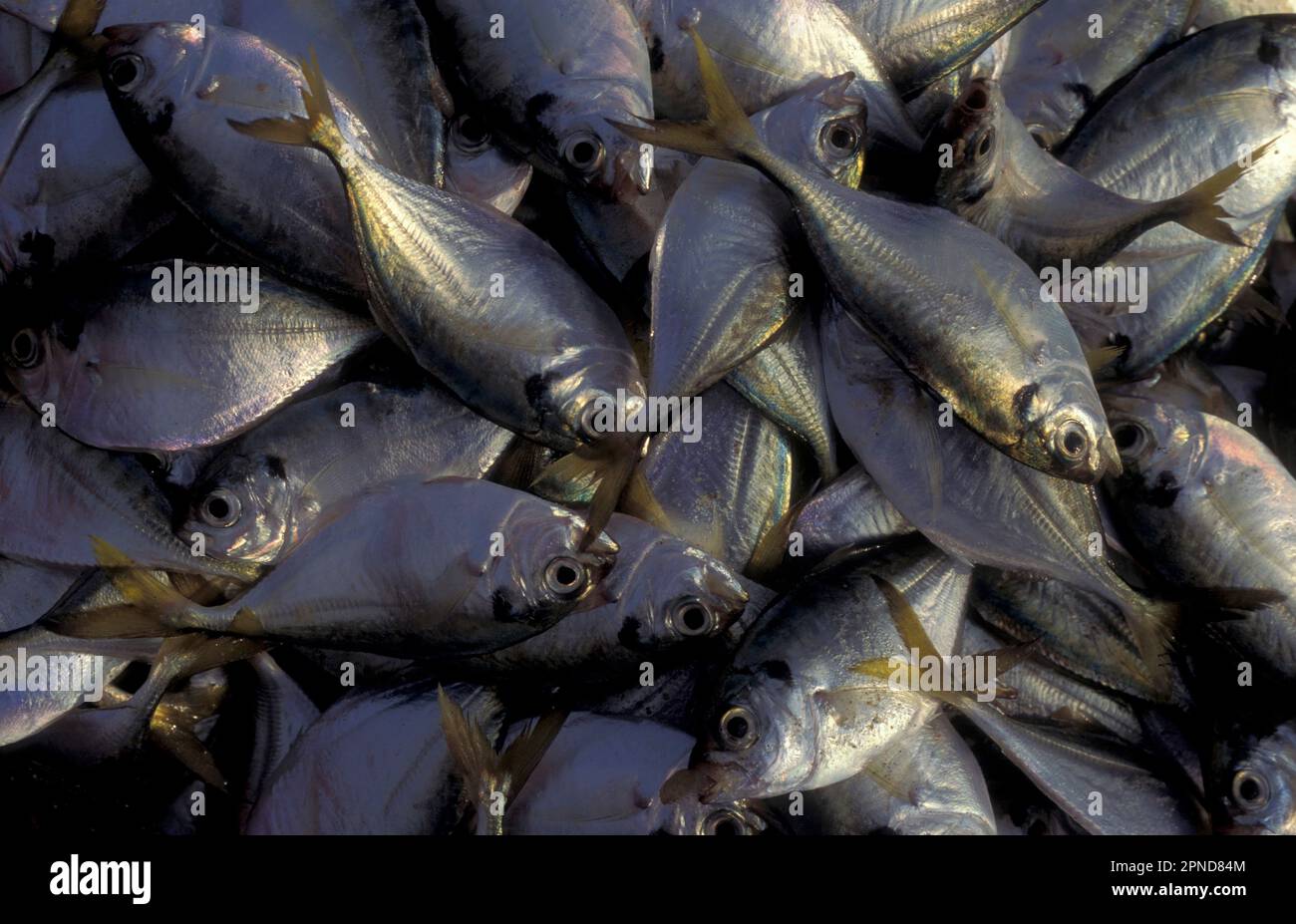 fresh Fish at a fish market at a Beach of a Fishing Village on the ...