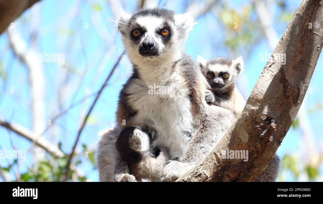 Ring Tailed Lemur Family in Madagascar Stock Photo - Alamy