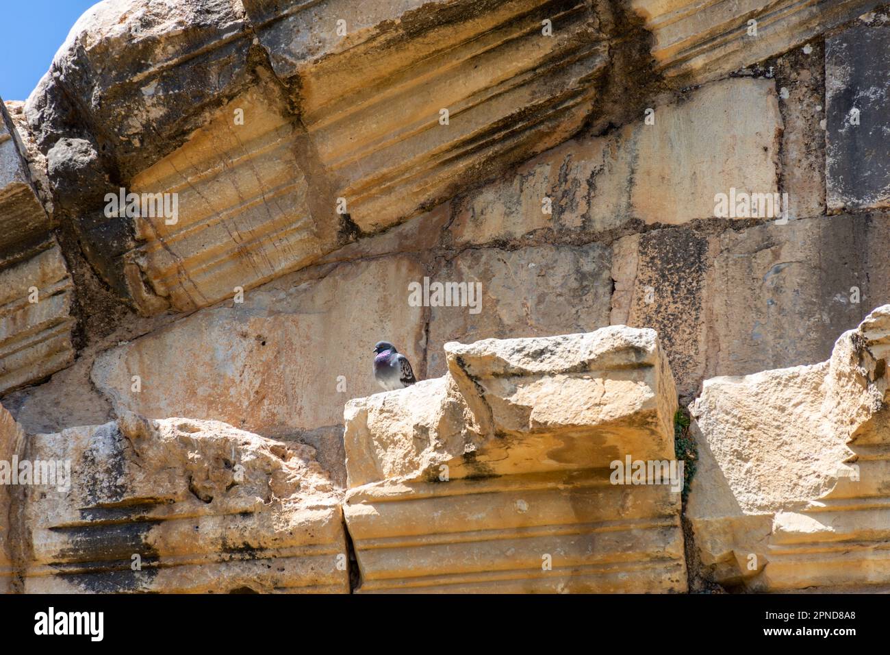 Low-angle view of pigeon on Roman building in the ancient Roman city of ...