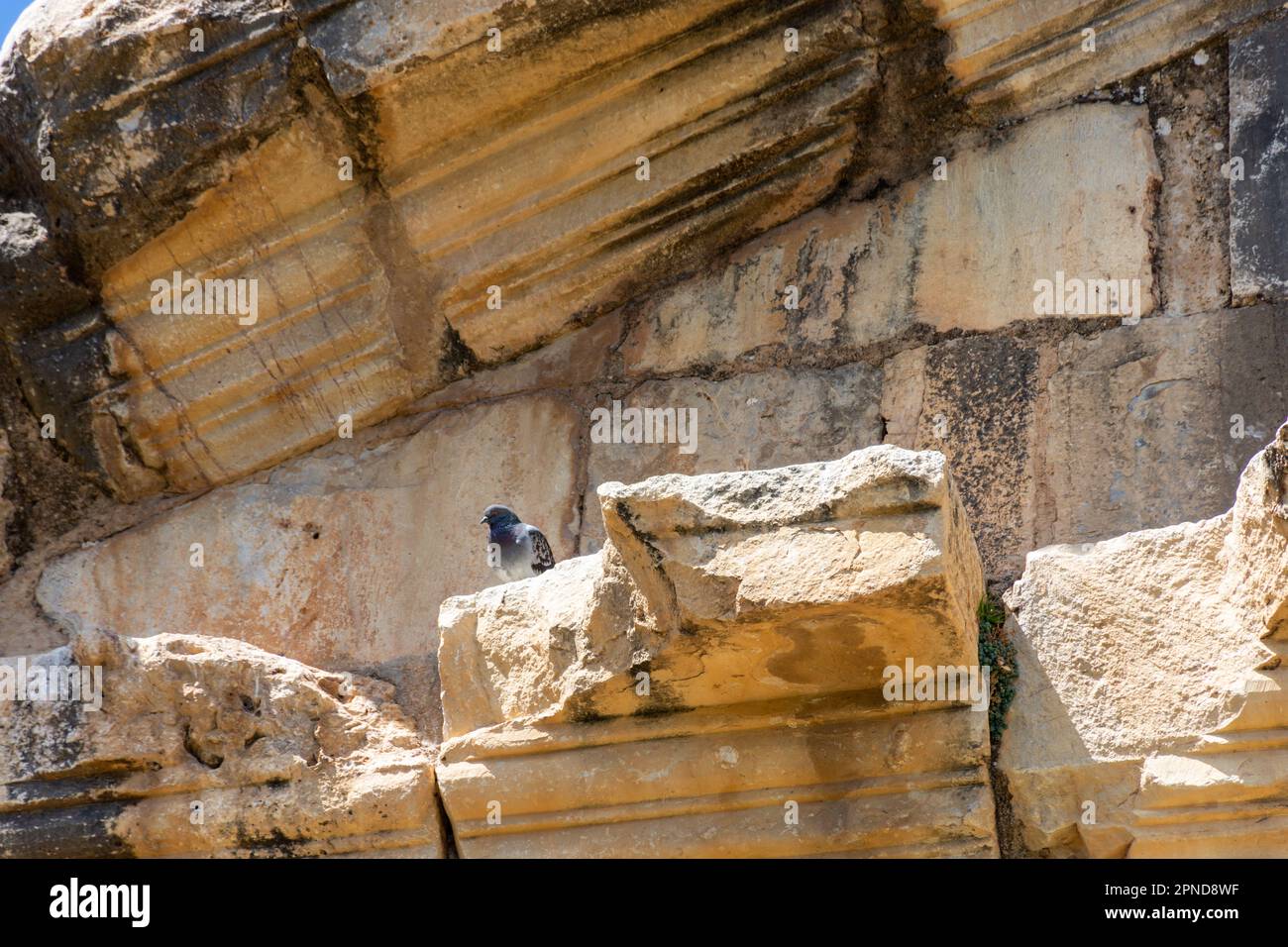 Low-angle view of pigeon on Roman building in the ancient Roman city of ...