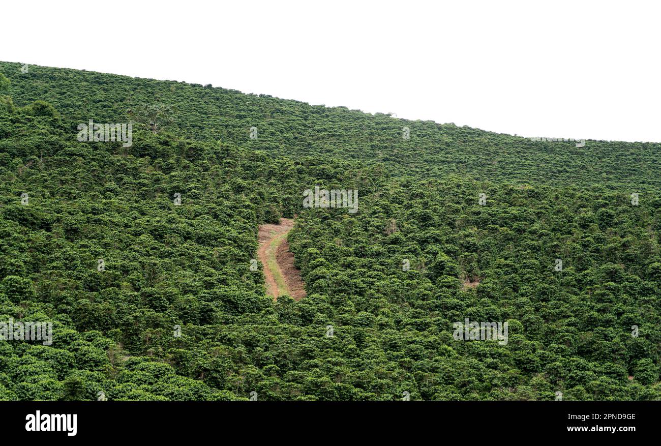 Beautiful coffee plantation landscape with lush green plants and ...
