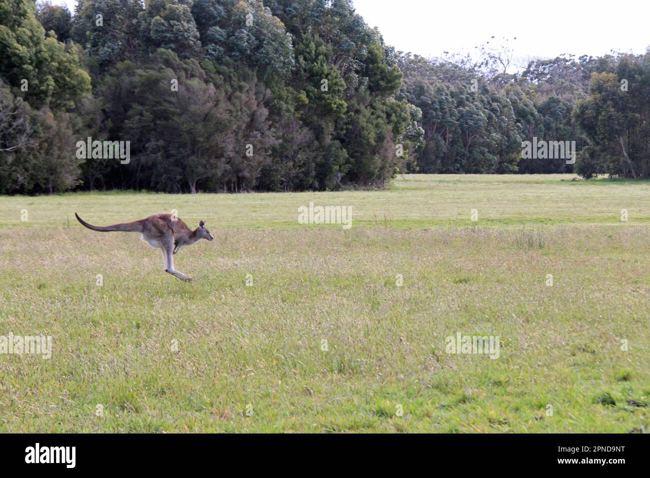 kangaroo in a field in australia Stock Photo - Alamy