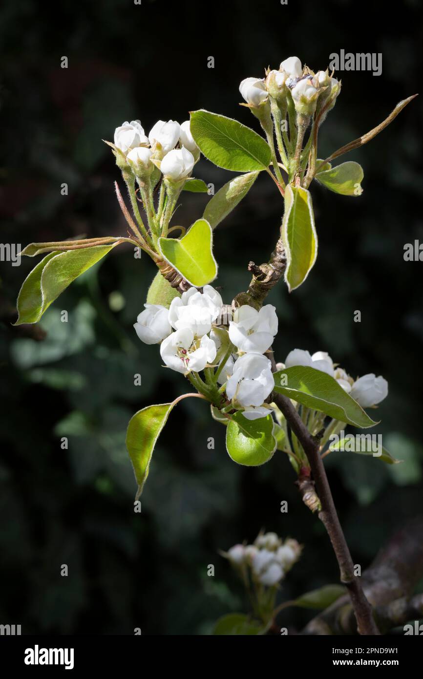 Conference pear tree hi-res stock photography and images - Alamy