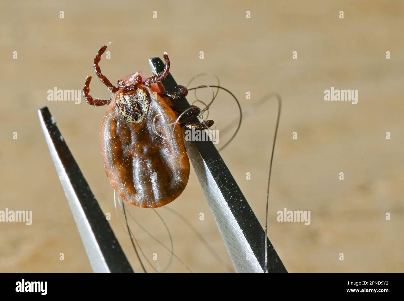 Sieversdorf, Germany. 10th Apr, 2023. A tick (Ixodida) after removal ...