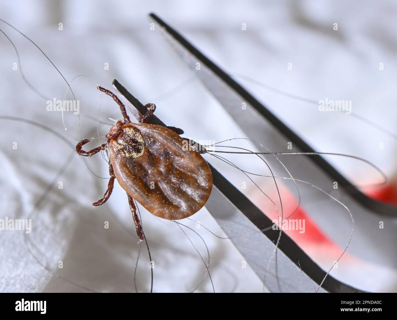 Sieversdorf, Germany. 10th Apr, 2023. A tick (Ixodida) after removal ...