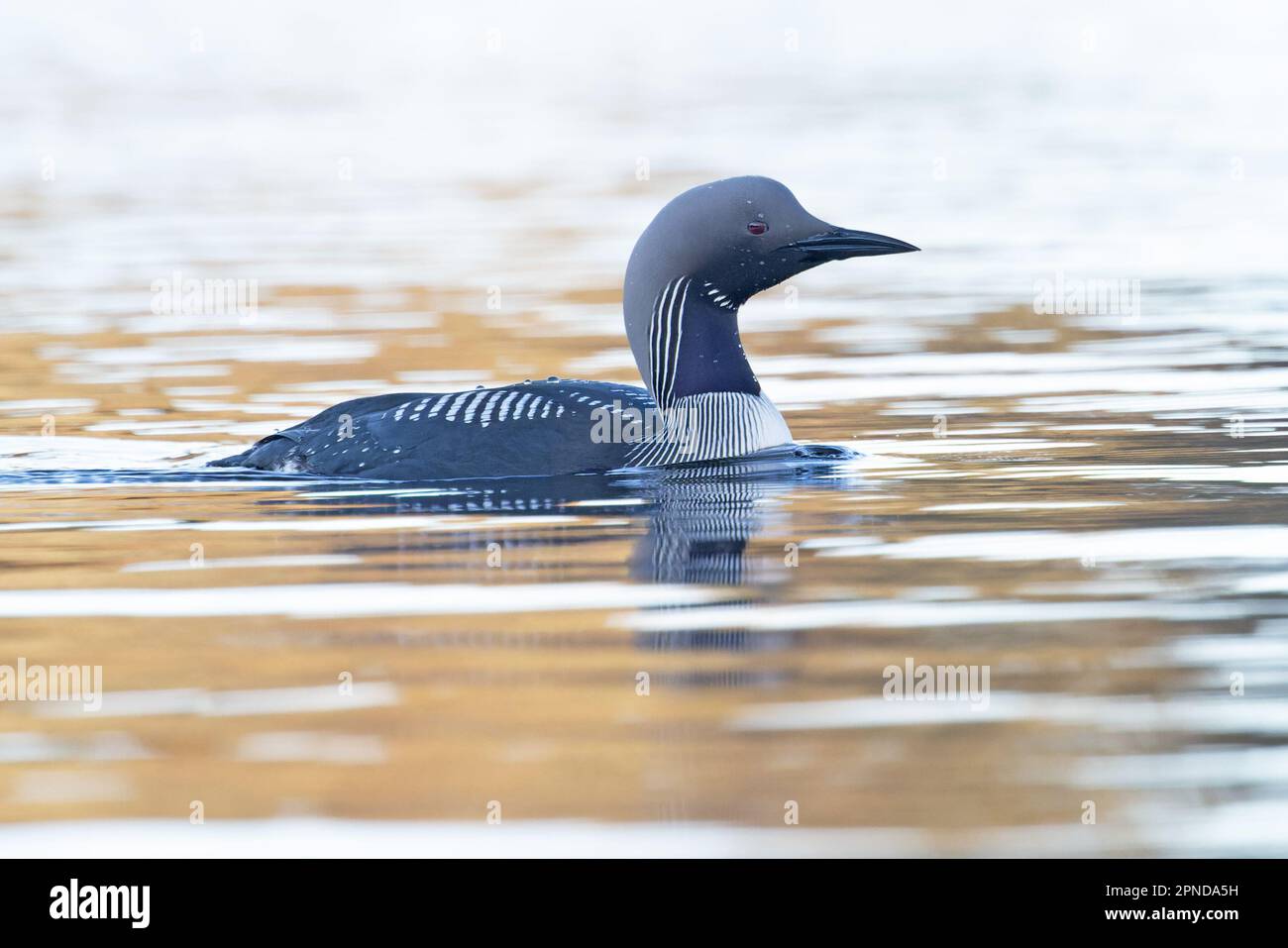 Black-throated Diver aka Arctic Loon (Gavia arctica) summer pluamge ...