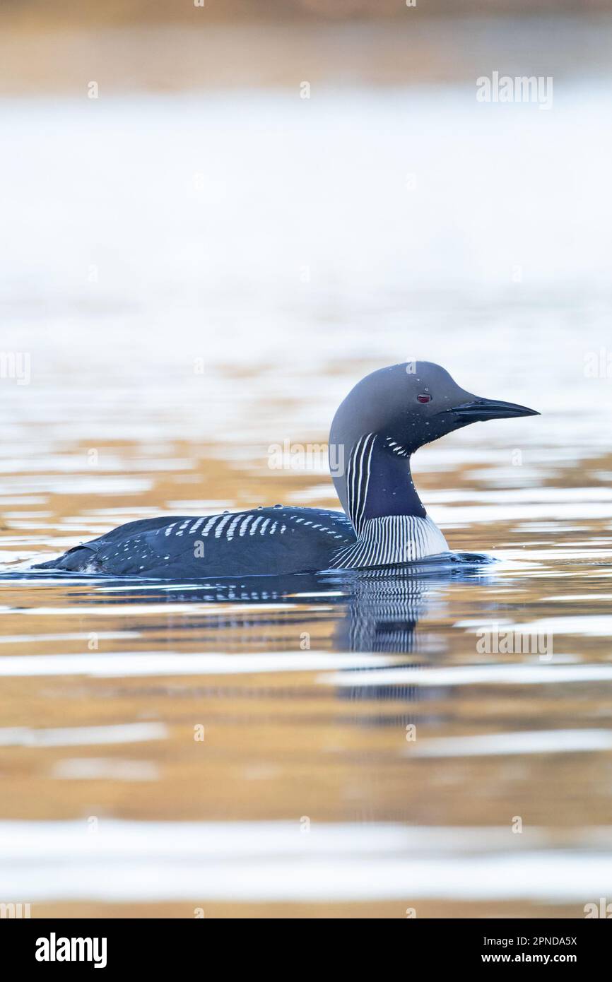 Black-throated Diver aka Arctic Loon (Gavia arctica) summer pluamge ...