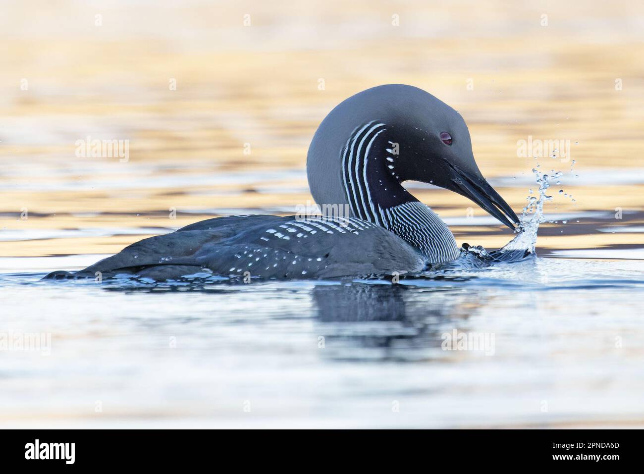 Black-throated Diver aka Arctic Loon (Gavia arctica) summer pluamge ...