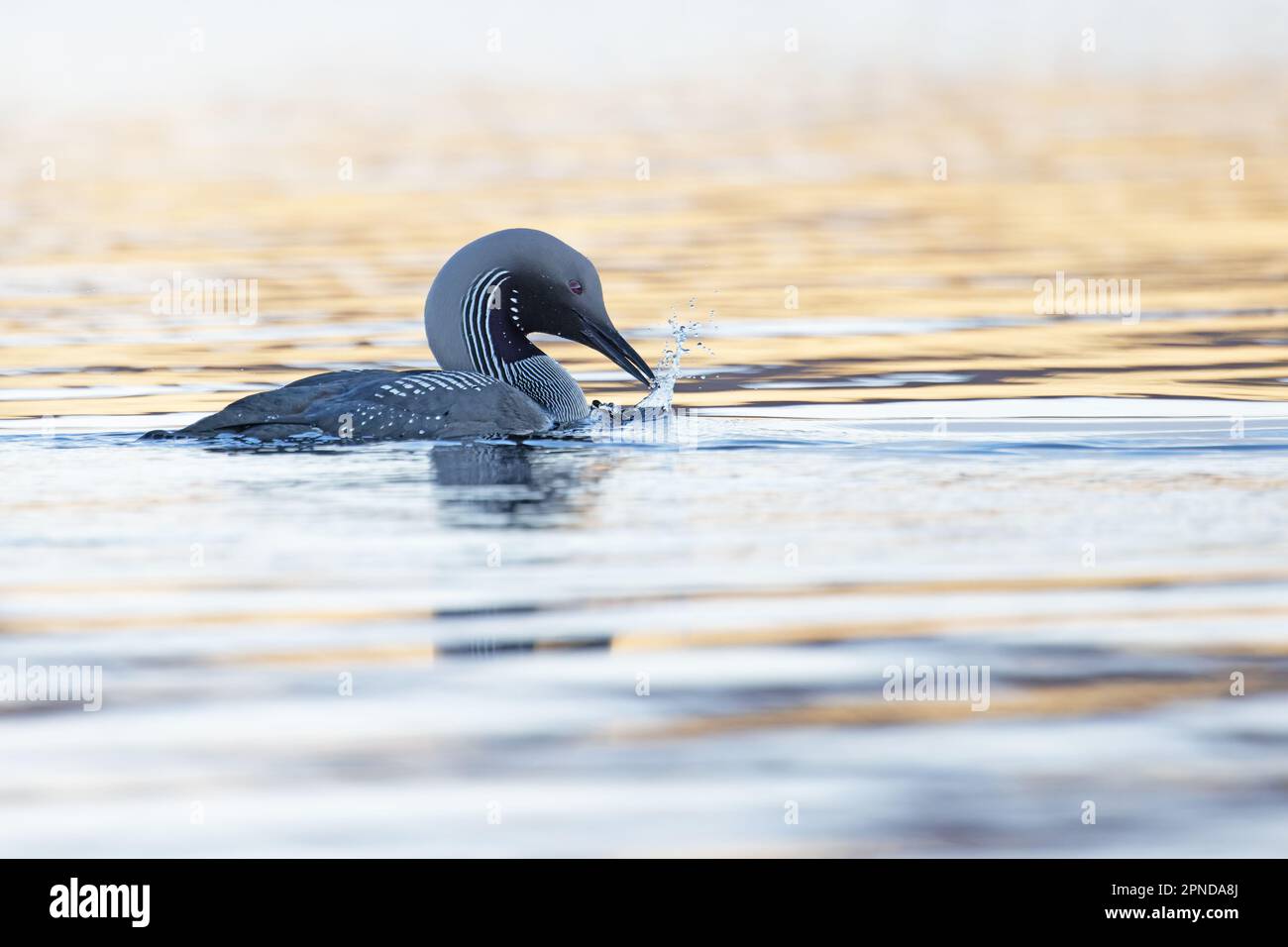 Black-throated Diver aka Arctic Loon (Gavia arctica) summer pluamge ...