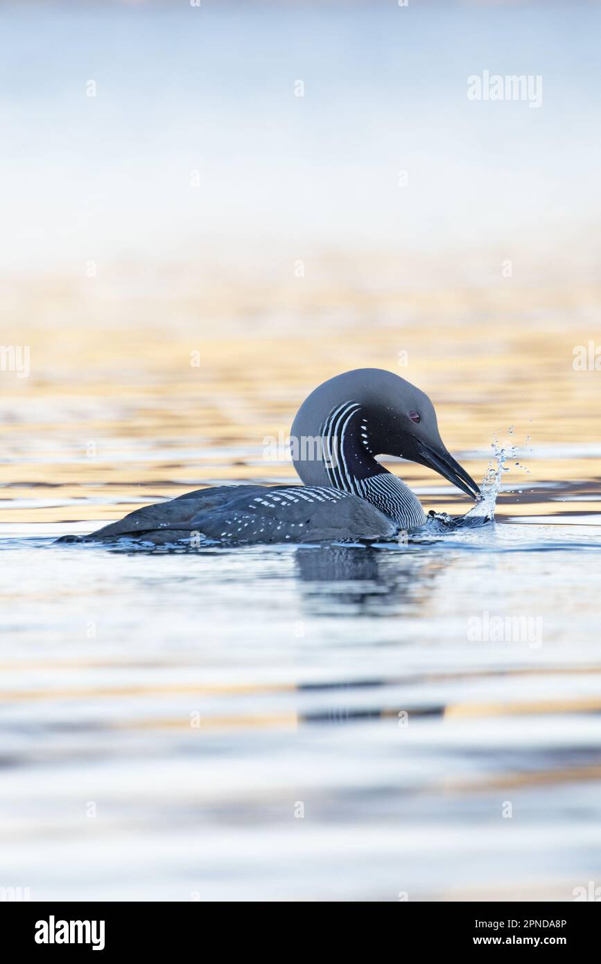 Black-throated Diver aka Arctic Loon (Gavia arctica) summer pluamge ...