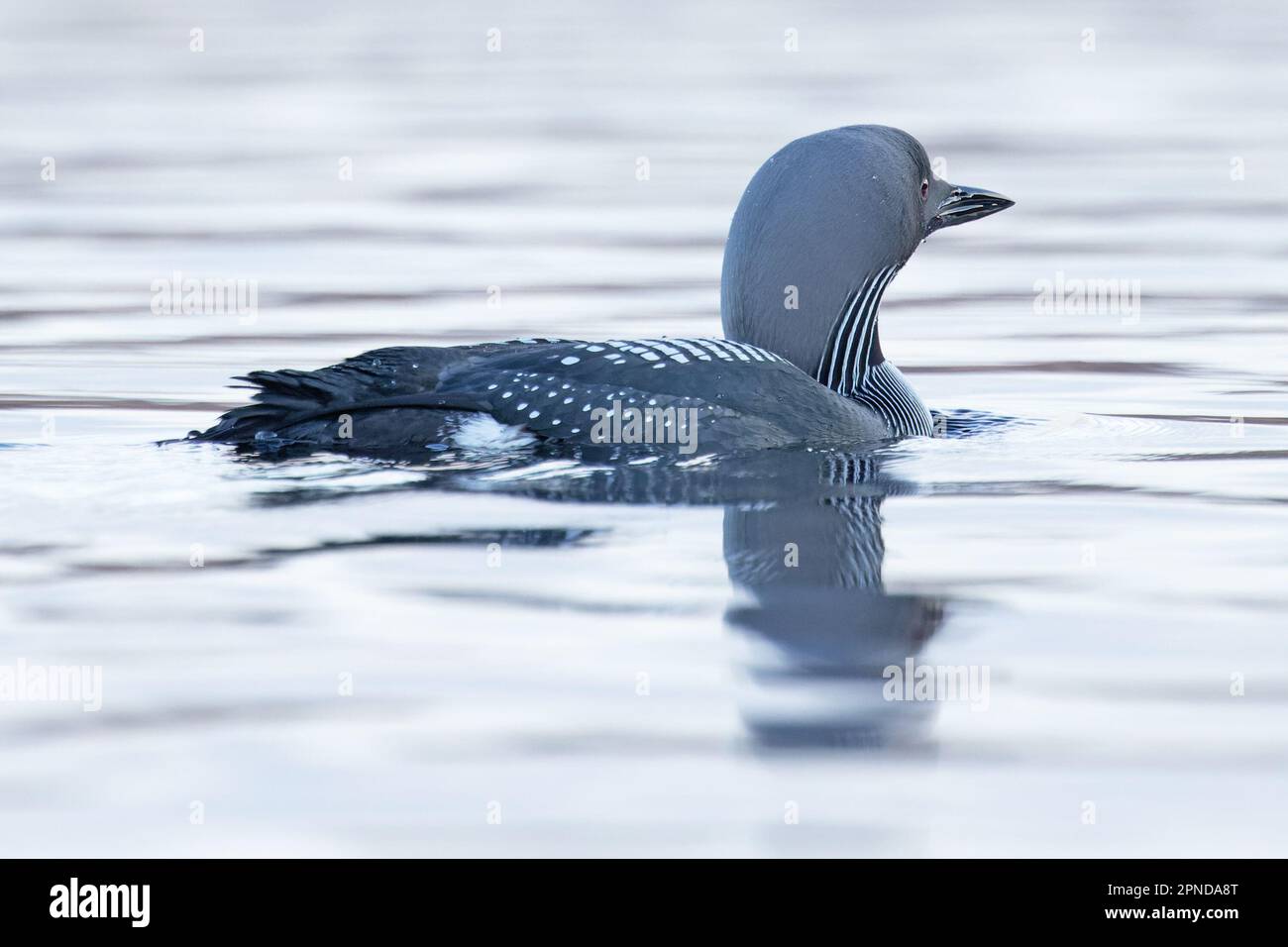 Black-throated Diver aka Arctic Loon (Gavia arctica) summer pluamge ...