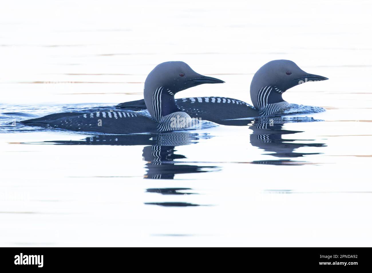 Black-throated Diver aka Arctic Loon (Gavia arctica) summer pluamge ...
