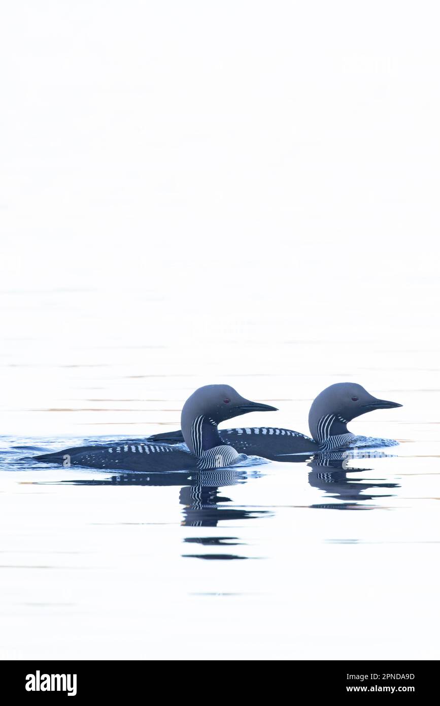 Black-throated Diver aka Arctic Loon (Gavia arctica) summer pluamge ...