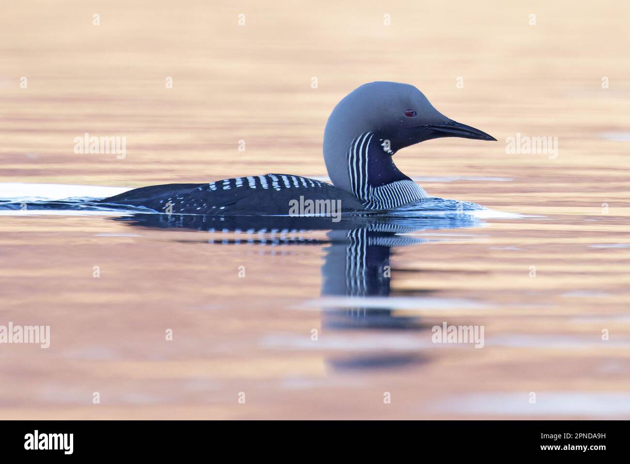 Black-throated Diver aka Arctic Loon (Gavia arctica) summer pluamge ...