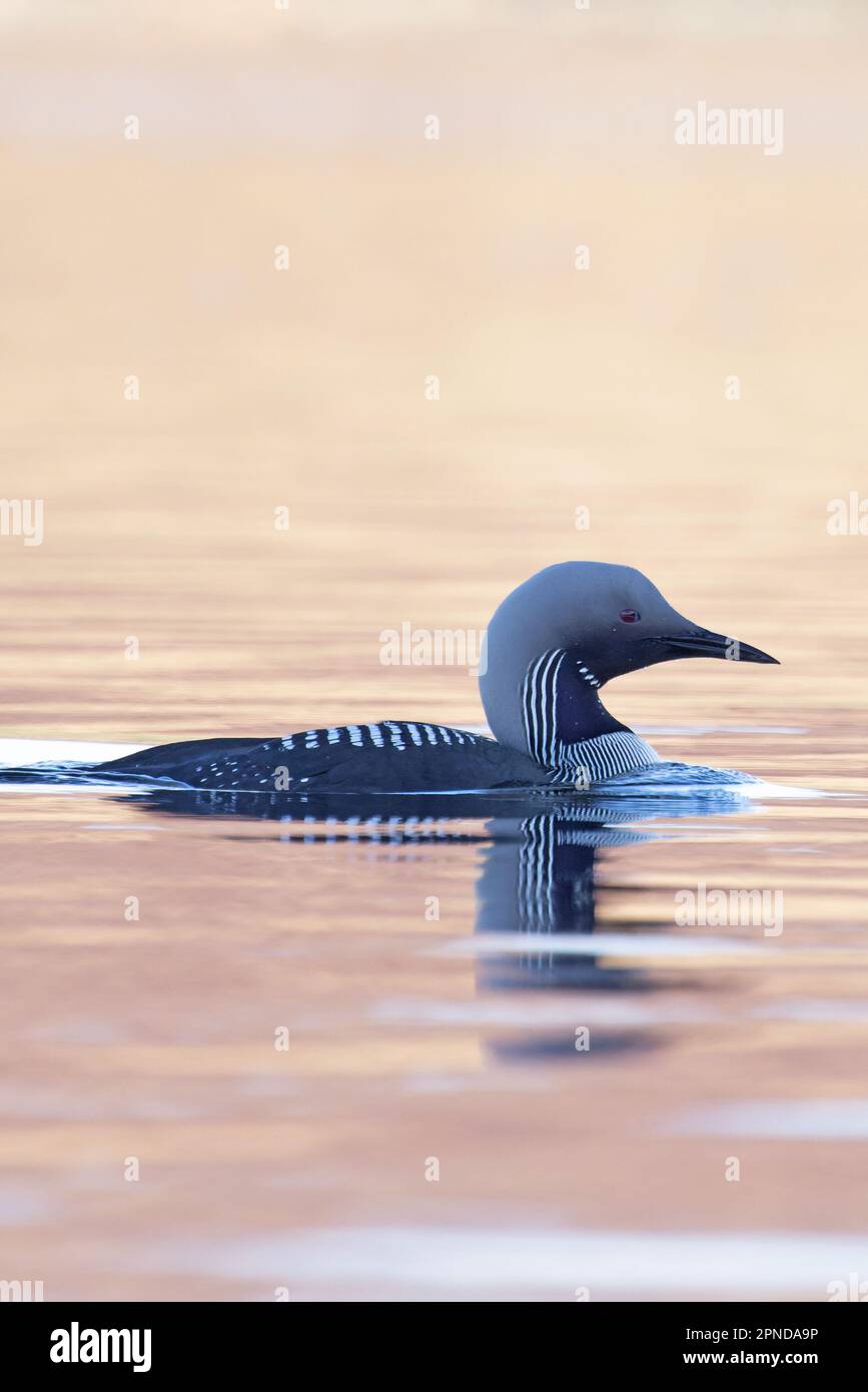 Black-throated Diver aka Arctic Loon (Gavia arctica) summer pluamge ...
