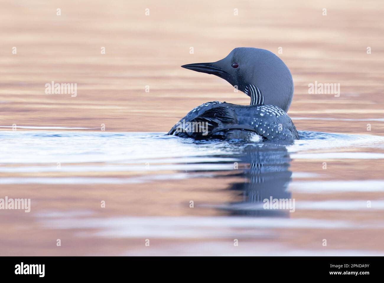 Black-throated Diver aka Arctic Loon (Gavia arctica) summer pluamge ...