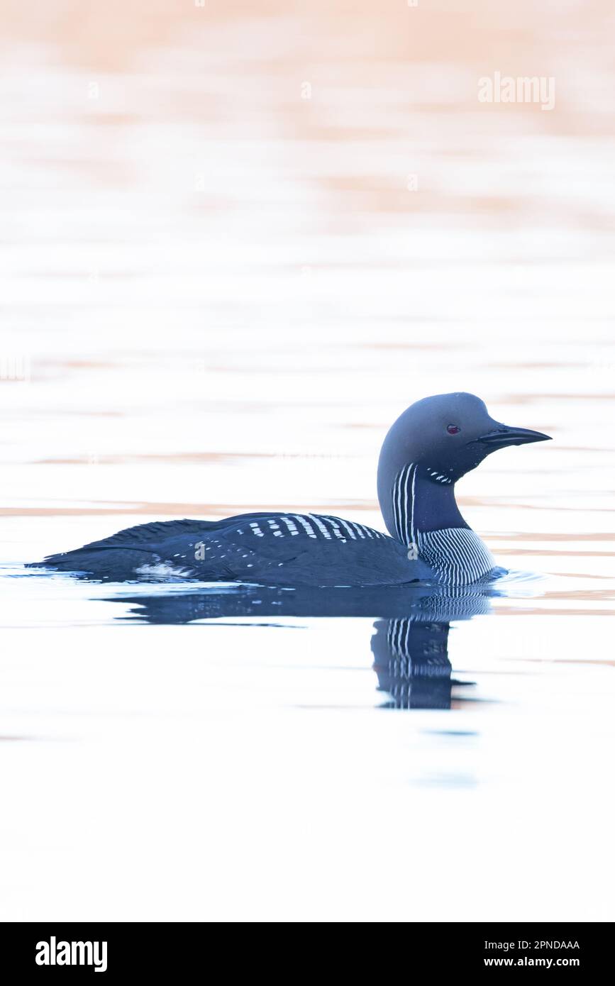 Black-throated Diver aka Arctic Loon (Gavia arctica) summer pluamge ...