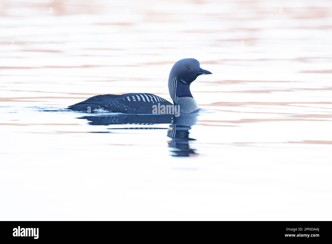 Black-throated Diver aka Arctic Loon (Gavia arctica) summer pluamge ...