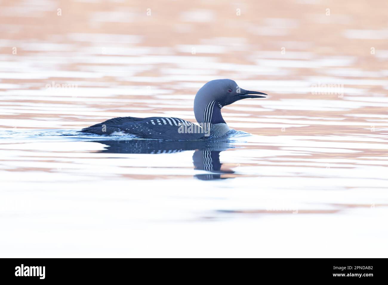 Black-throated Diver aka Arctic Loon (Gavia arctica) summer pluamge ...